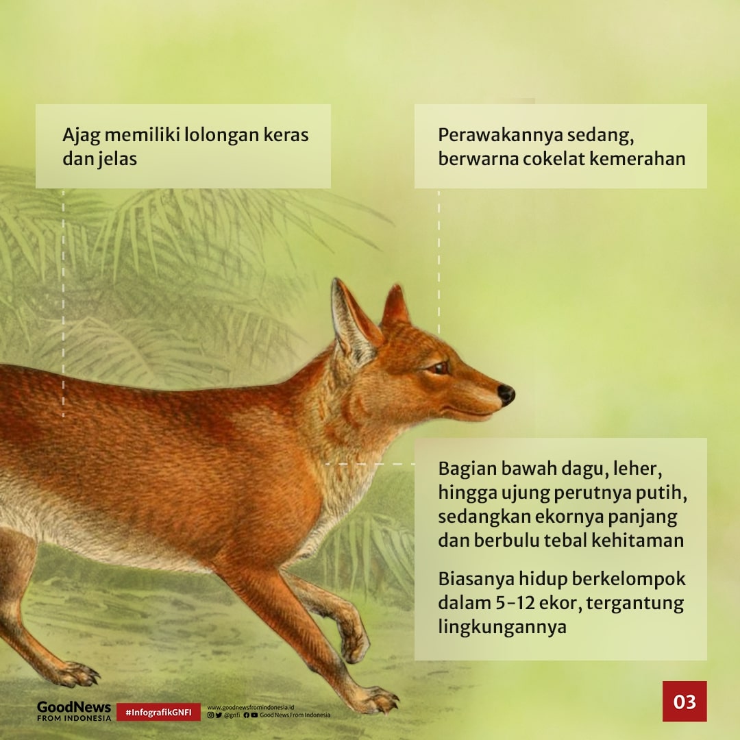 Mengenal Ajag, Anjing Asli Belantara Indonesia