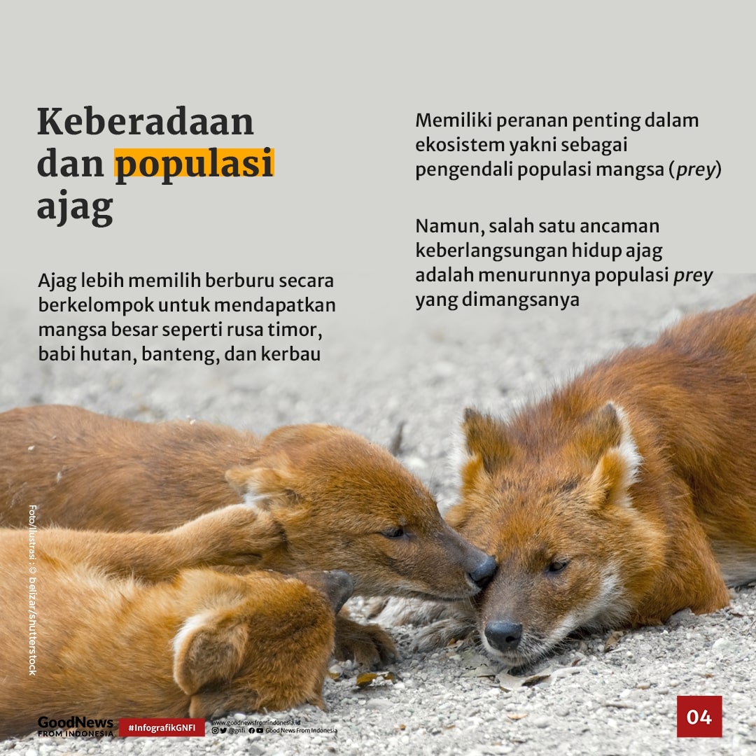 Mengenal Ajag, Anjing Asli Belantara Indonesia