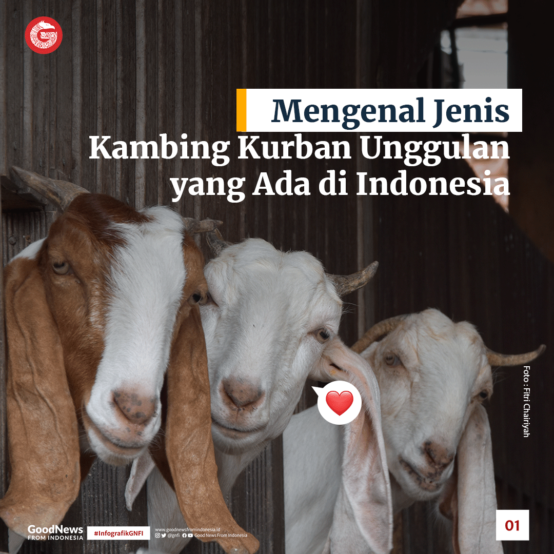 Mengenal Jenis Kambing Kurban Unggulan yang Ada di Indonesia