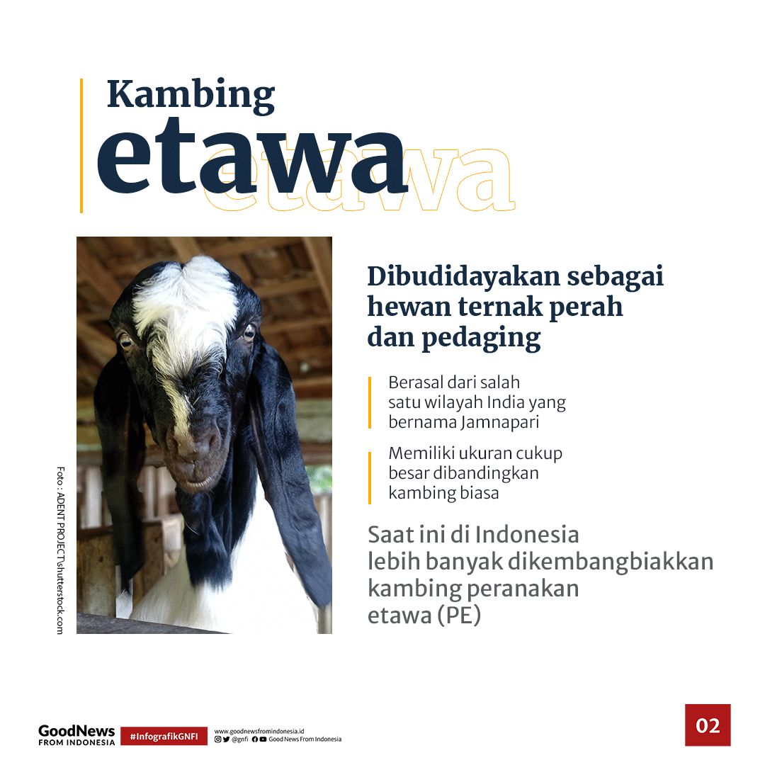 Mengenal Jenis Kambing Kurban Unggulan yang Ada di Indonesia