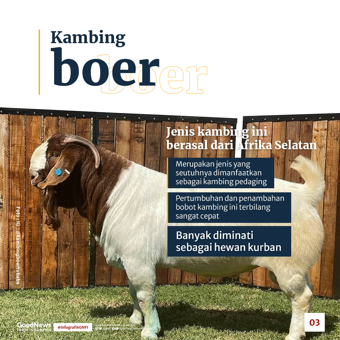 Mengenal Jenis Kambing Kurban Unggulan yang Ada di Indonesia