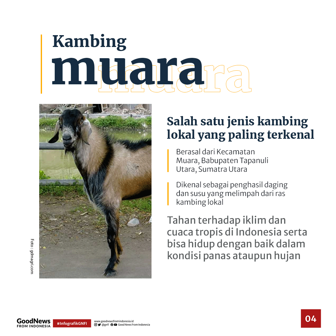 Mengenal Jenis Kambing Kurban Unggulan yang Ada di Indonesia