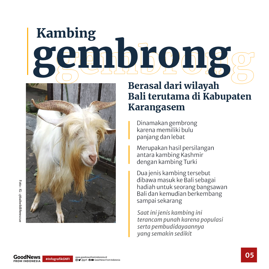 Mengenal Jenis Kambing Kurban Unggulan yang Ada di Indonesia