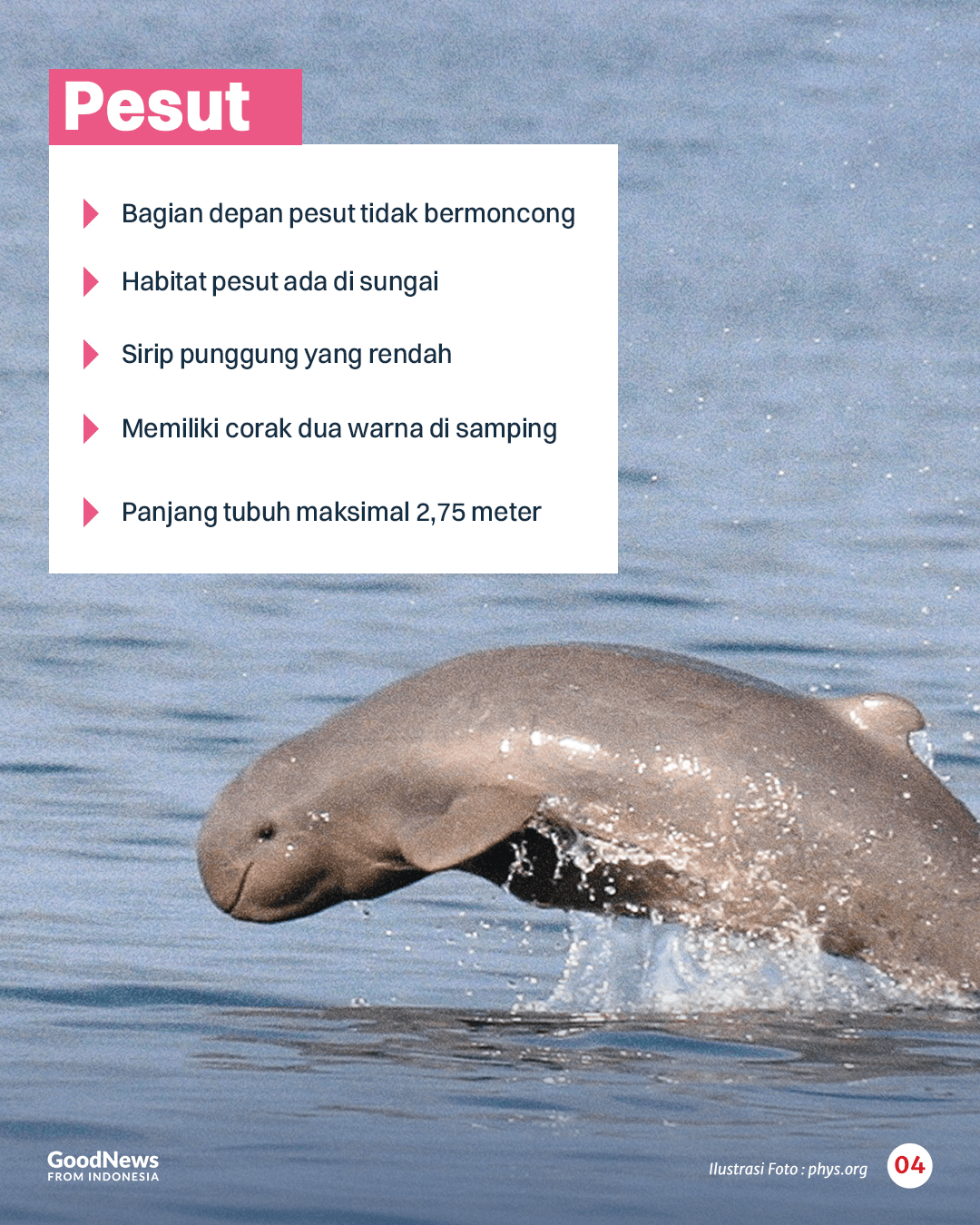 Perbedaan Pesut dan Lumba-lumba