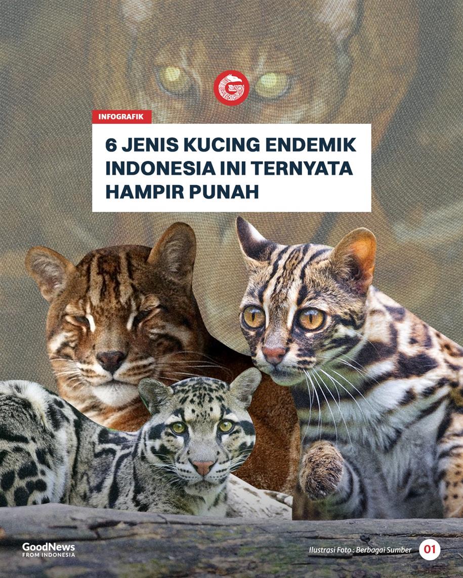 Sembilan Jenis Kucing Liar yang Dilindungi di Indonesia