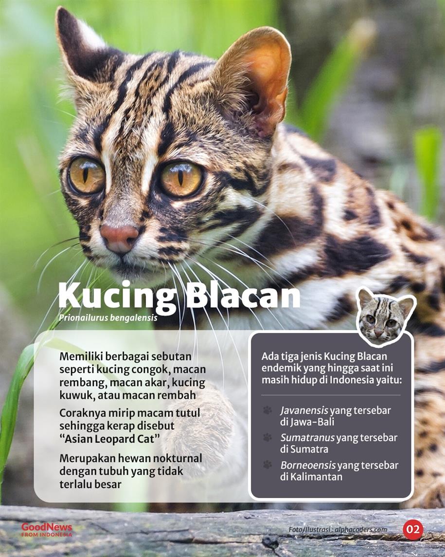 Sembilan Jenis Kucing Liar yang Dilindungi di Indonesia