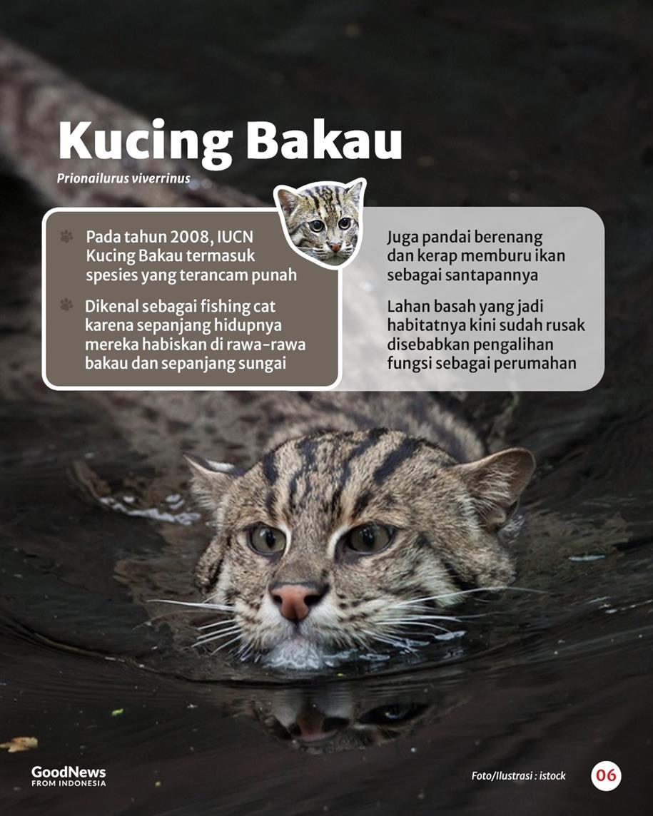 Sembilan Jenis Kucing Liar yang Dilindungi di Indonesia