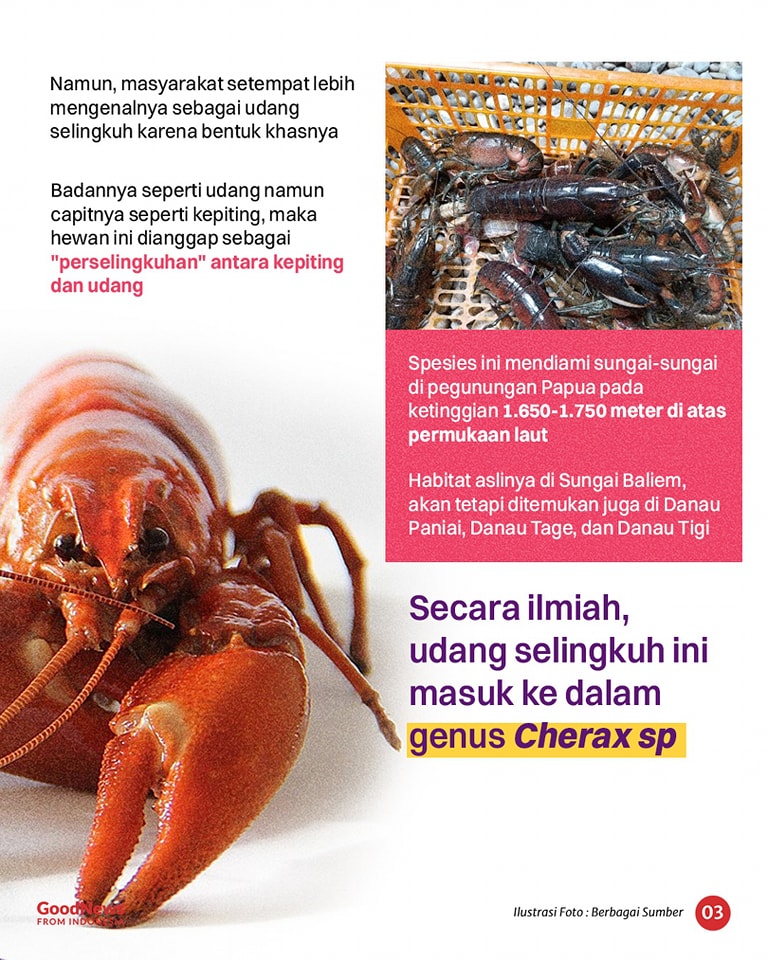 Udang Selingkuh, Lobster Unik Nan Lezat dari Perairan Papua