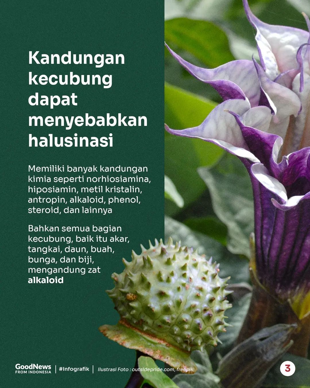 Kecubung, Tanaman Berbunga Terompet yang Menyebabkan Halusinasi