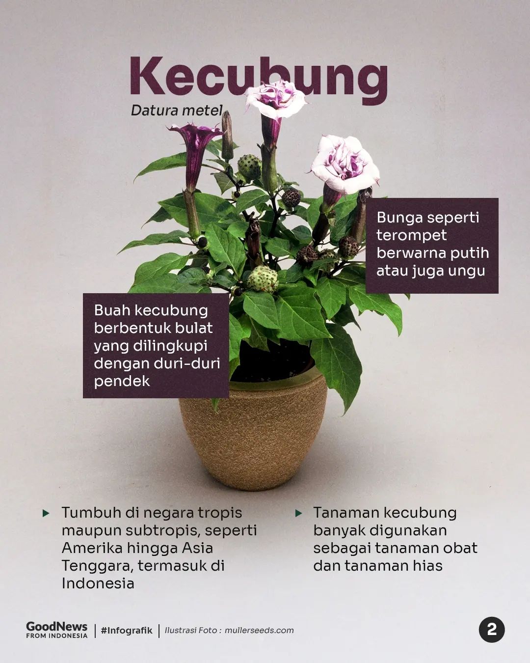 Kecubung, Tanaman Berbunga Terompet yang Menyebabkan Halusinasi