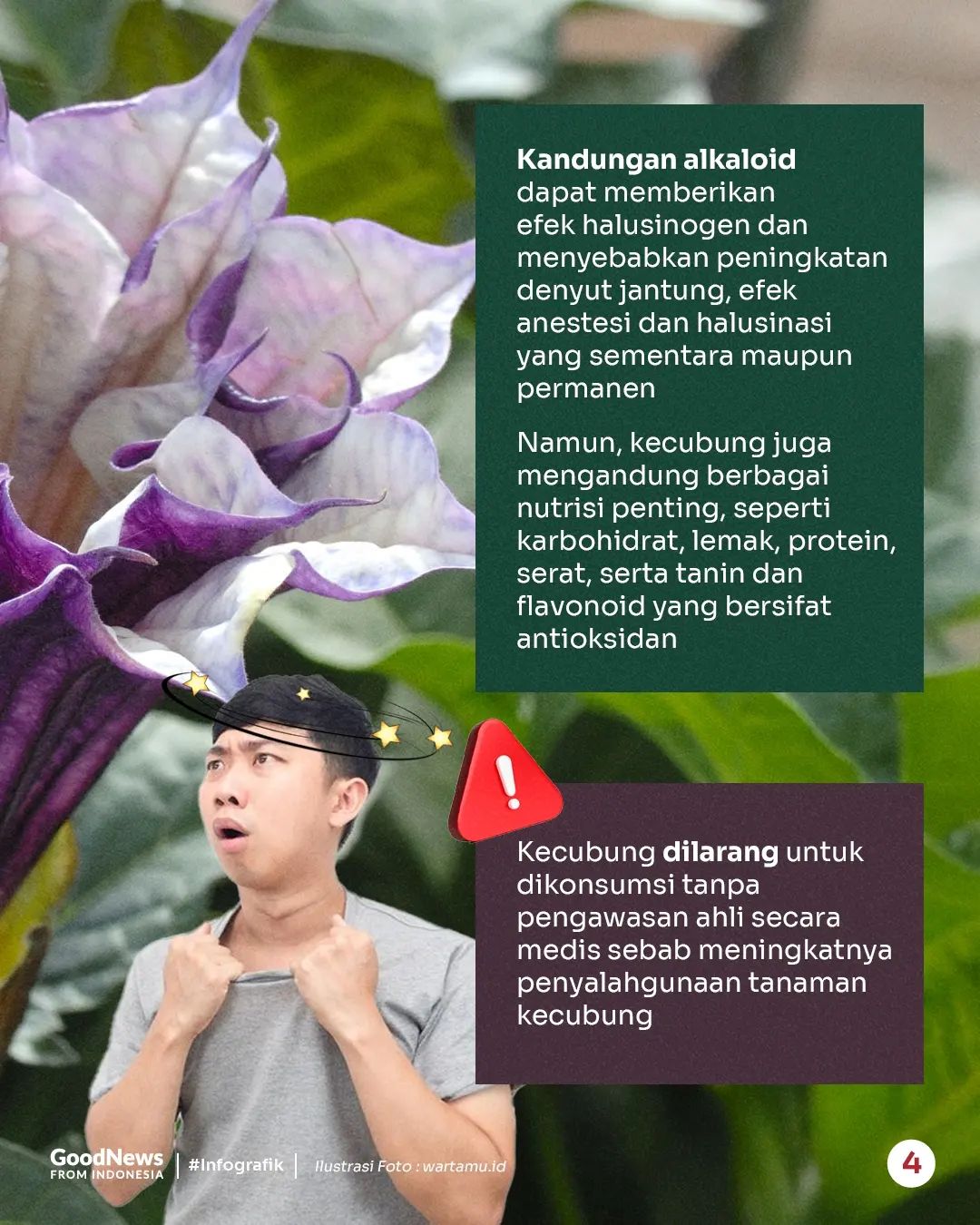 Kecubung, Tanaman Berbunga Terompet yang Menyebabkan Halusinasi