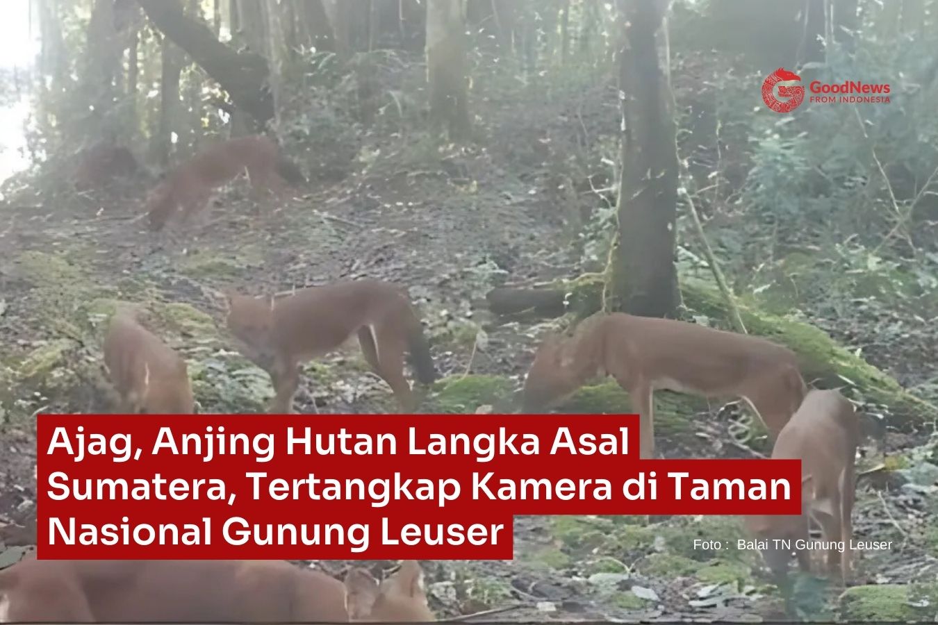 Ajag, Anjing Hutan Langka Asal Sumatera, Tertangkap Kamera di Taman ...