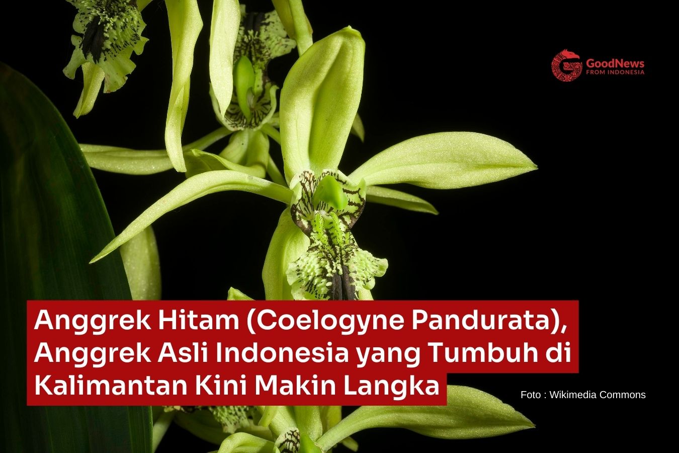 Anggrek Hitam (Coelogyne Pandurata), Anggrek Asli Indonesia yang Tumbuh ...