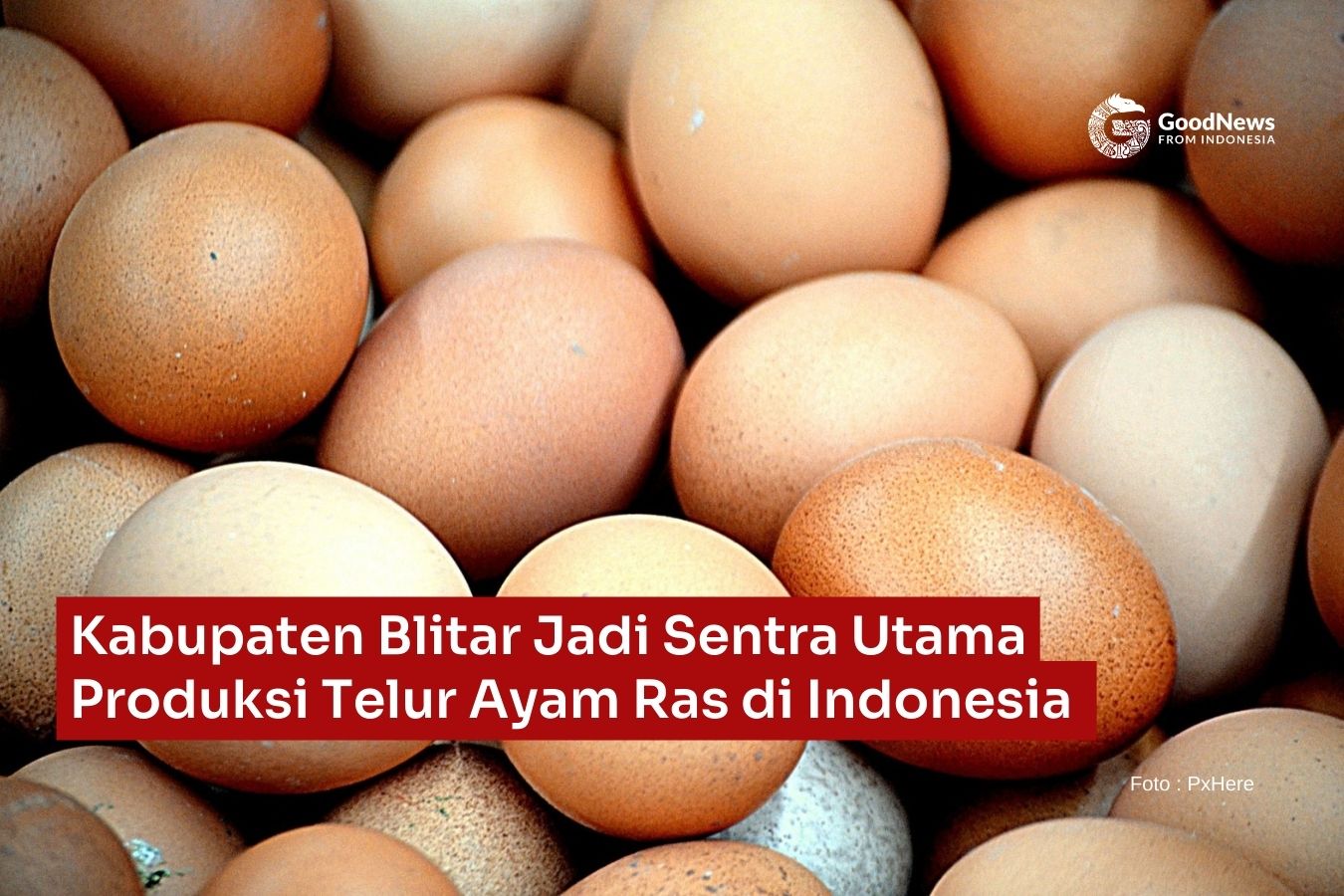Kabupaten Blitar Jadi Sentra Utama Produksi Telur Ayam Ras di Indonesia
