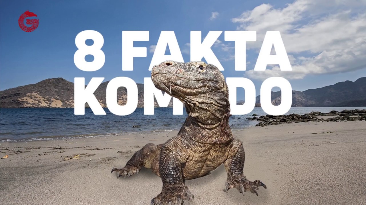 8 Fakta Mengenai Komodo