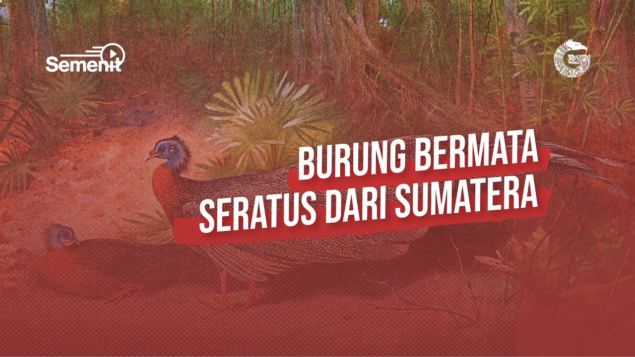 Kuau Raja, Burung Bermata Seratus dari Sumatra