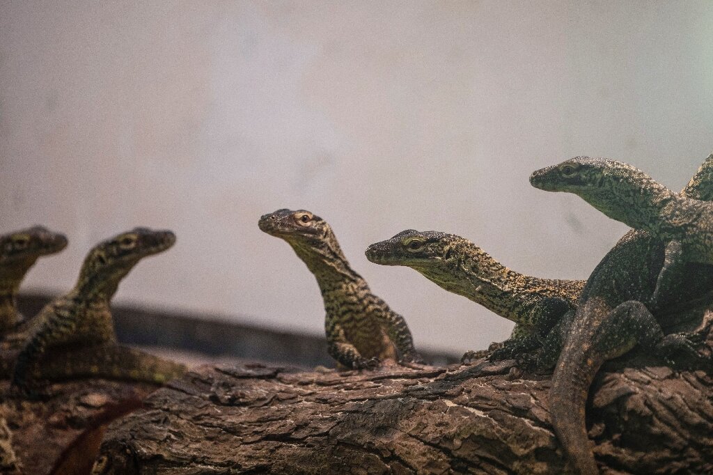 A Twist You Might Not Know: Komodo Dragons Can Reproduce Without Males ...