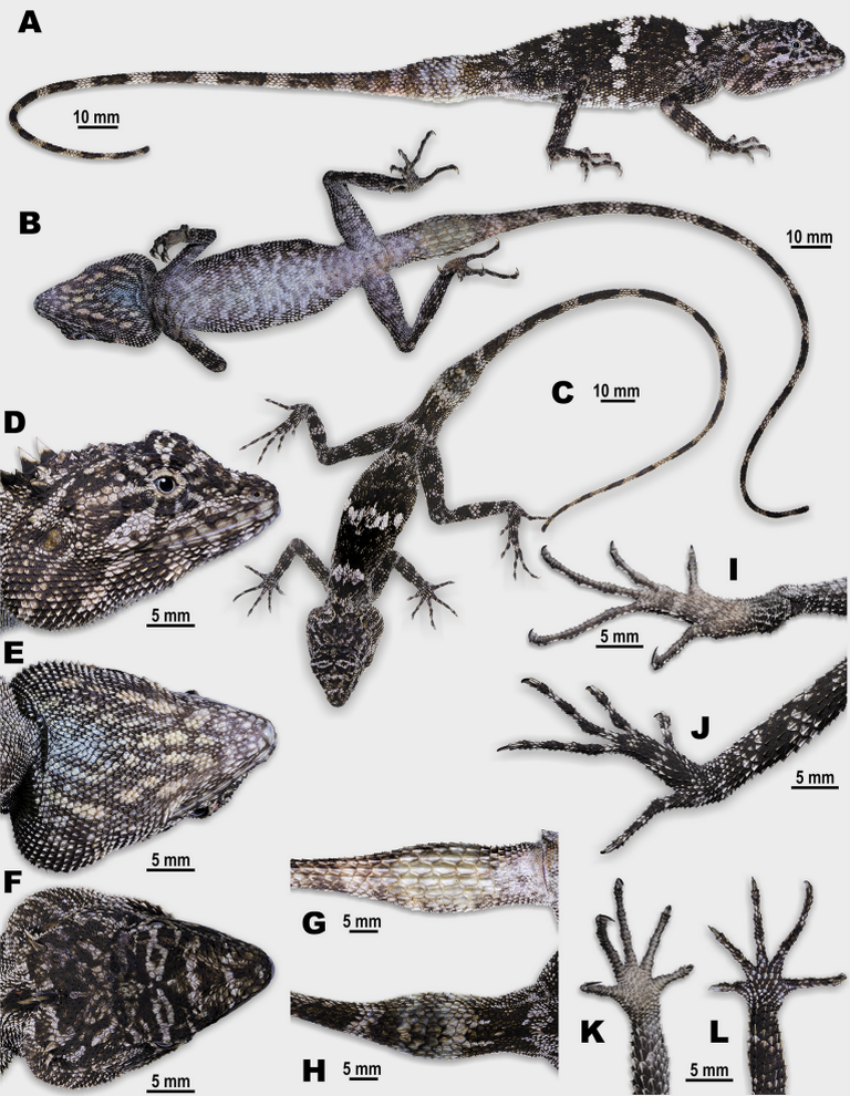 Is it Dragon? The New Species Found in Central Laos with Invisible ...