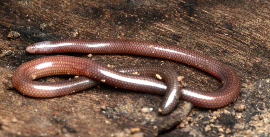 Limbless creature found in Viet Nam - an "elusive" animal - Seasia.co