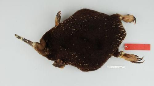 Lost and Found: Rediscovering a Lost Mammal in Indonesia's Cyclops ...