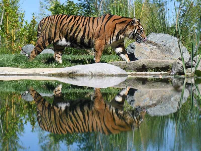 Explore 7 Countries with the Most Tigers on The Planet - Seasia.co