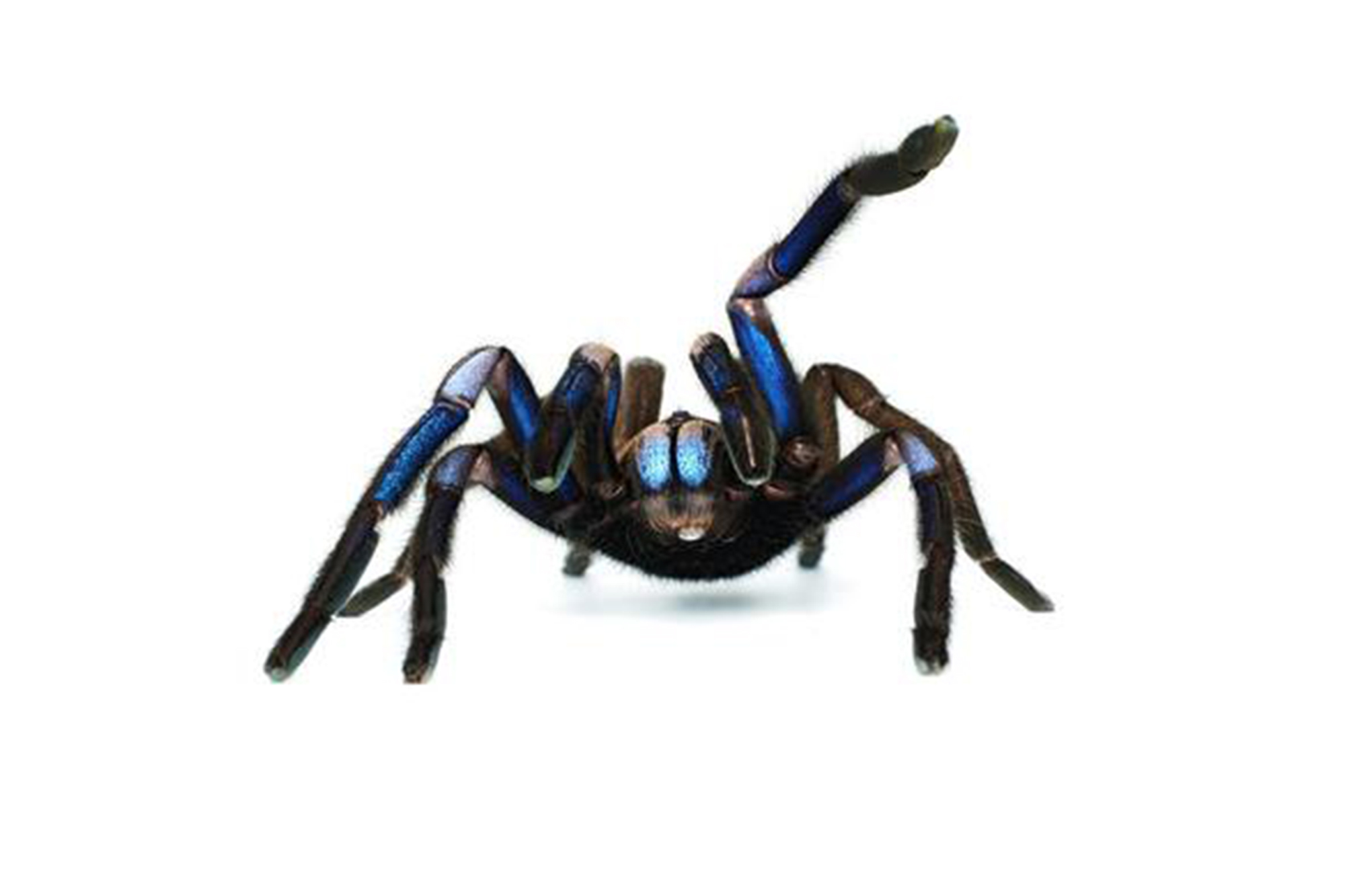 It’s Blue! Say Hello to the Newest Member of the Tarantula Species ...
