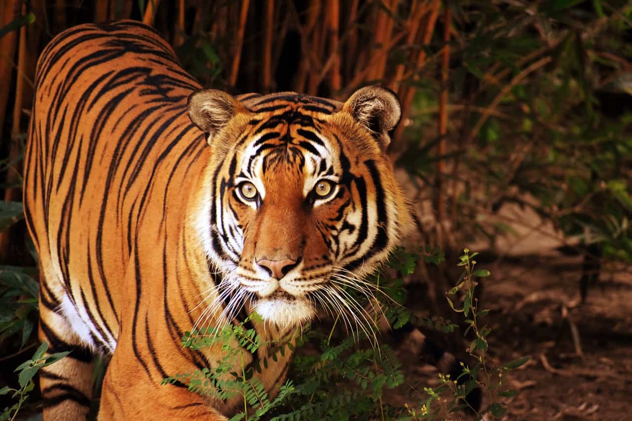 Explore 7 Countries with the Most Tigers on The Planet - Seasia.co