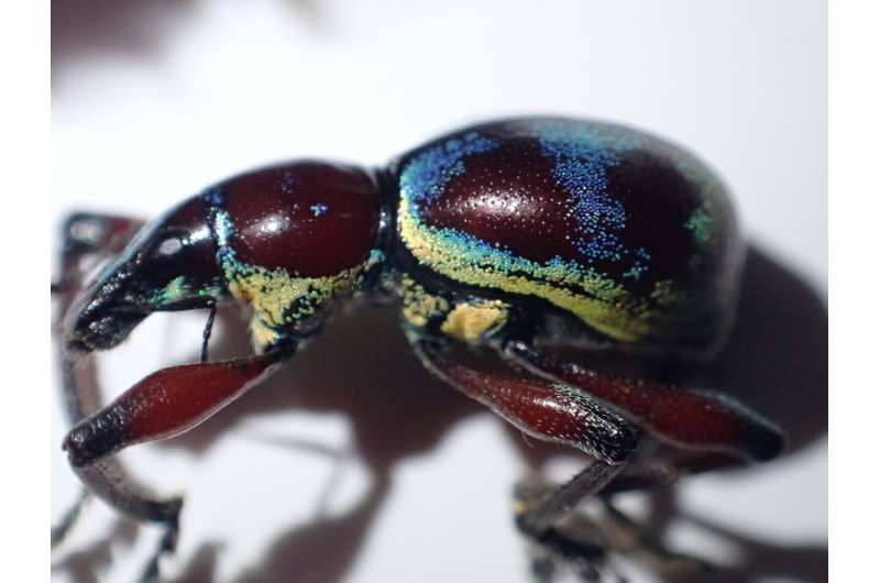 Like Dodo Bird’ Discovery: A New and A Century-Long Extinct Weevil ...